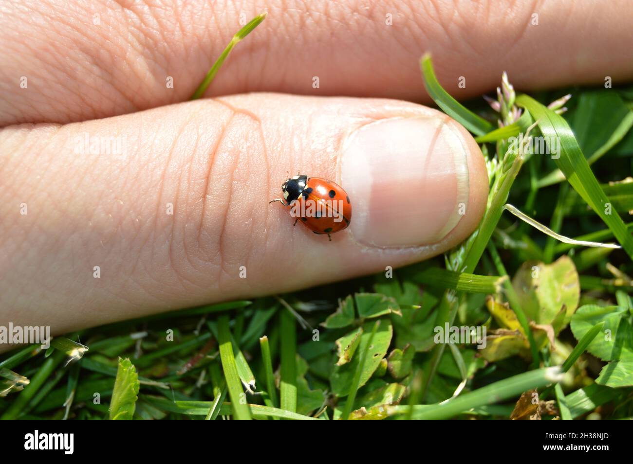 Cute ladybug on the finger between the grass, ladybug on finger Stock ...