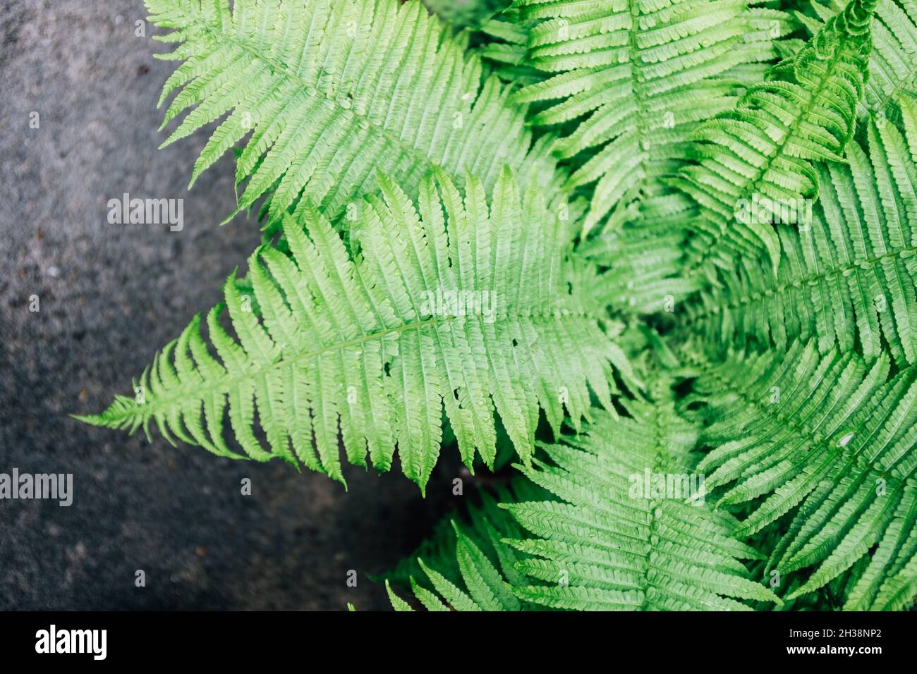 Top view of fern growing in the forest Stock Photo - Alamy