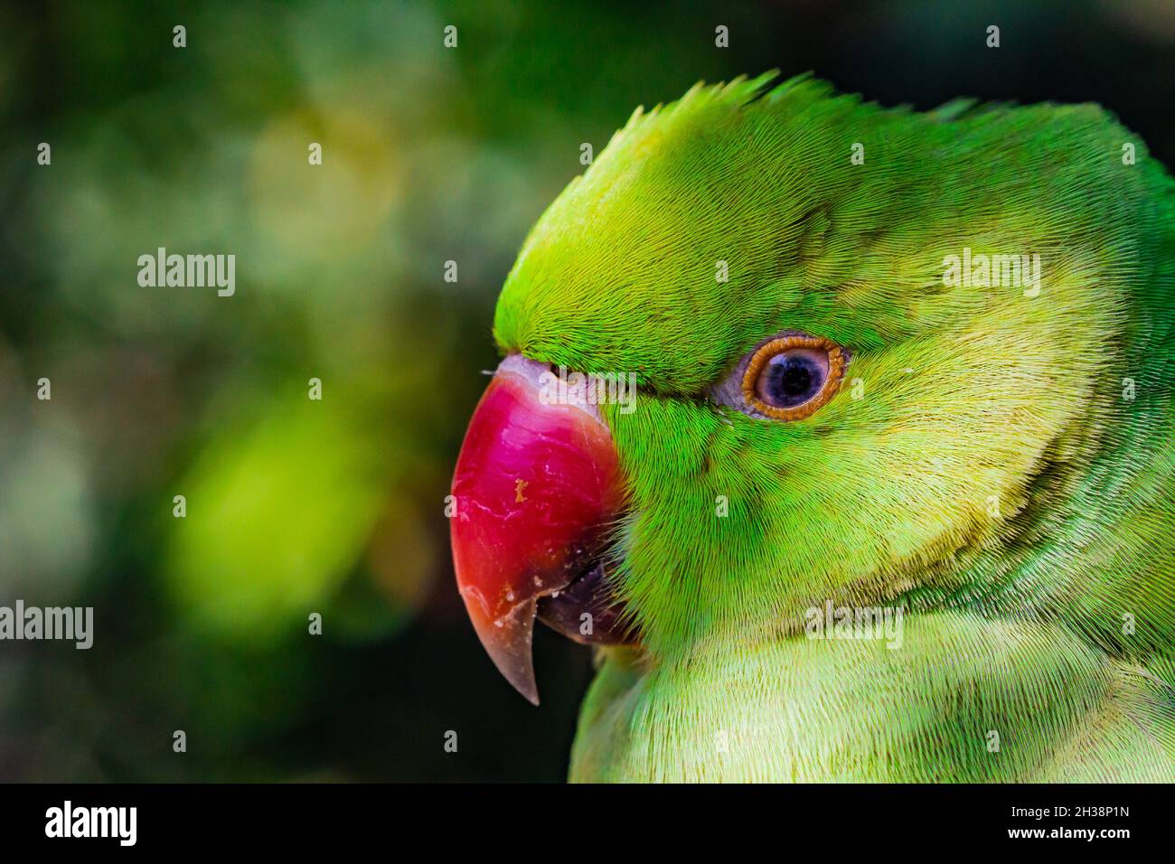 Close-up of Kramer's Parakeet, macro detail Stock Photo - Alamy