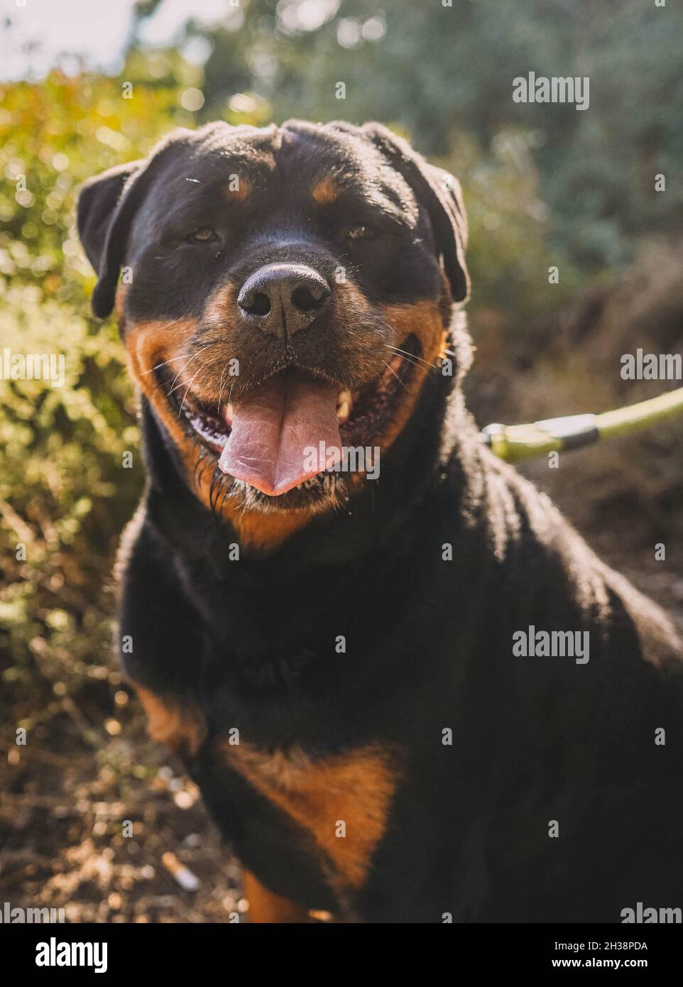 Close up rottweiler puppy hi-res stock photography and images - Alamy