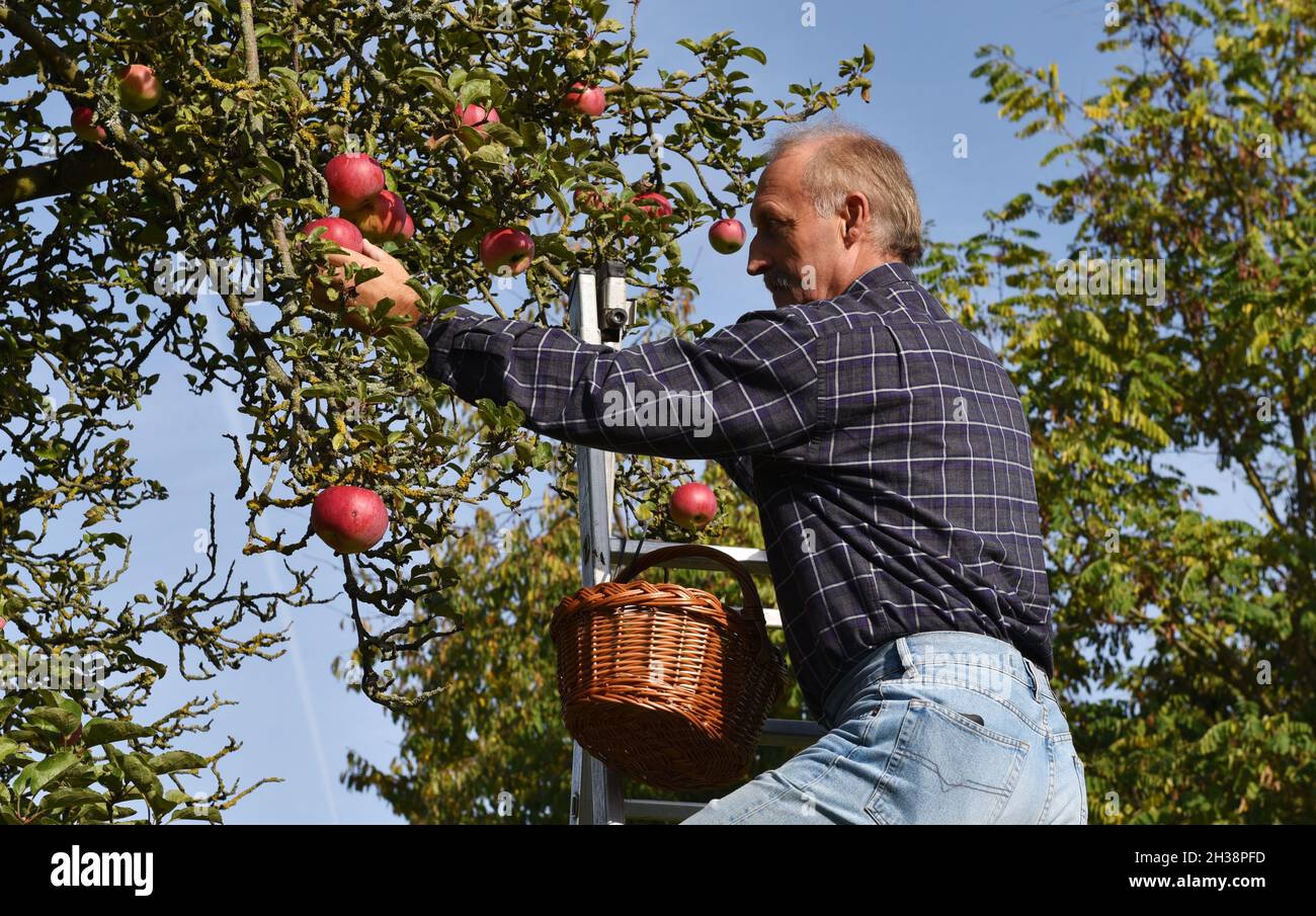 Step ladder harvest apple hi-res stock photography and images - Alamy