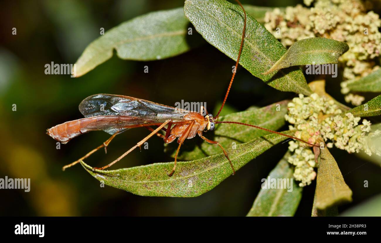 Ichneumon wasp (Enicospilus) on Oleander leaves, ventral view. Common ...