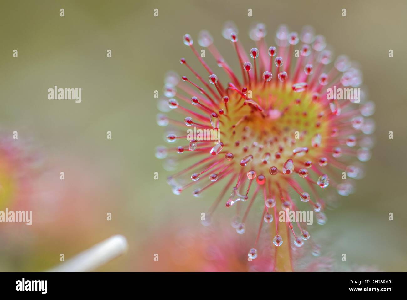 sundew rotundifolia small sticky plant Stock Photo - Alamy