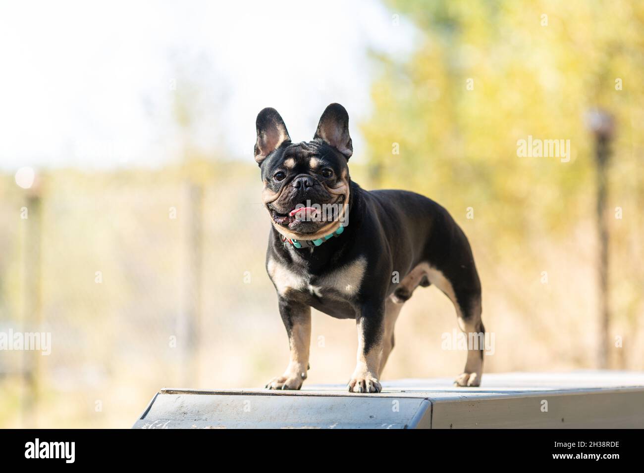 Training rig hi-res stock photography and images - Alamy