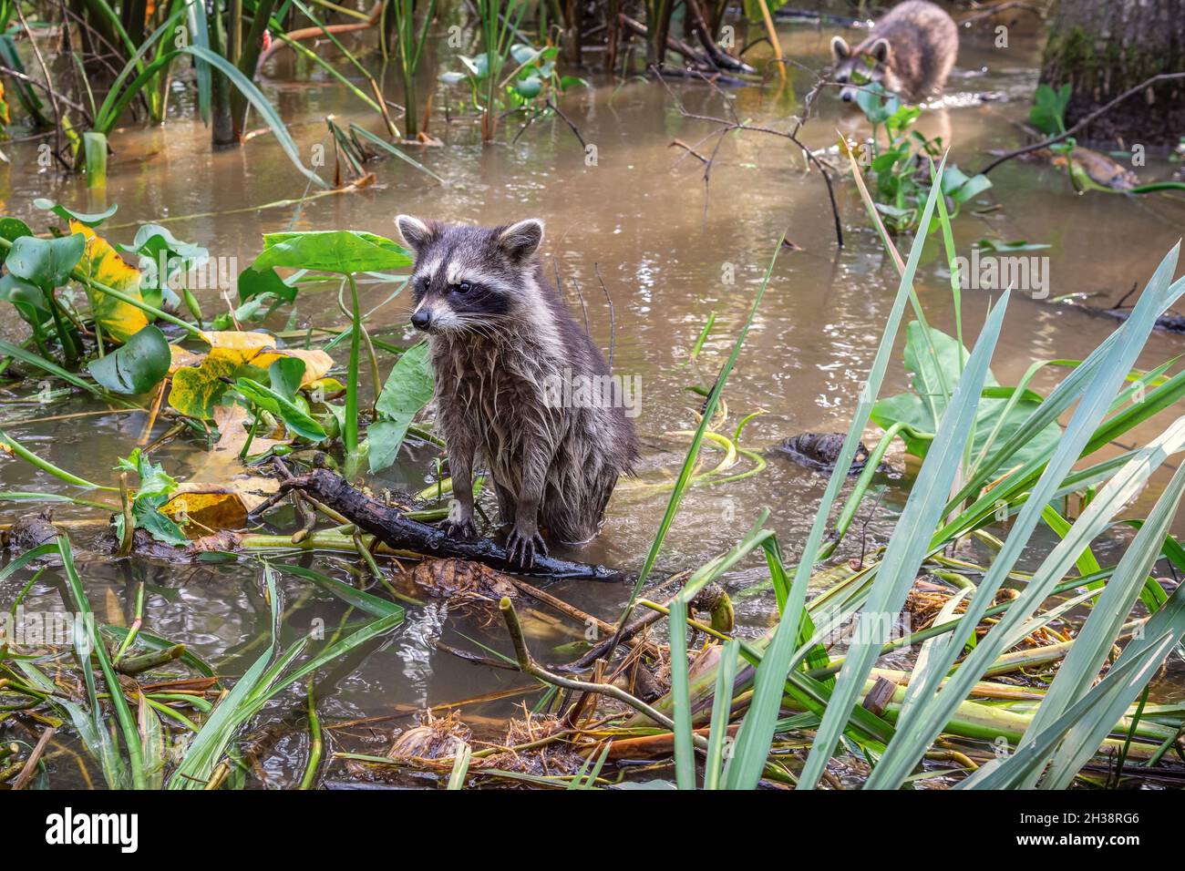 Wetland Swamp Animals