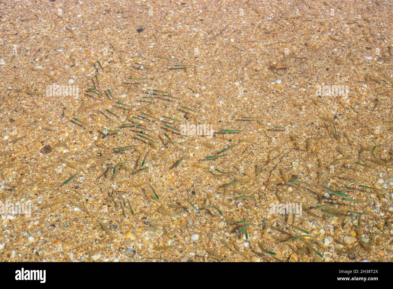 A flock of fry of small green fish in the clear water of the sea ...