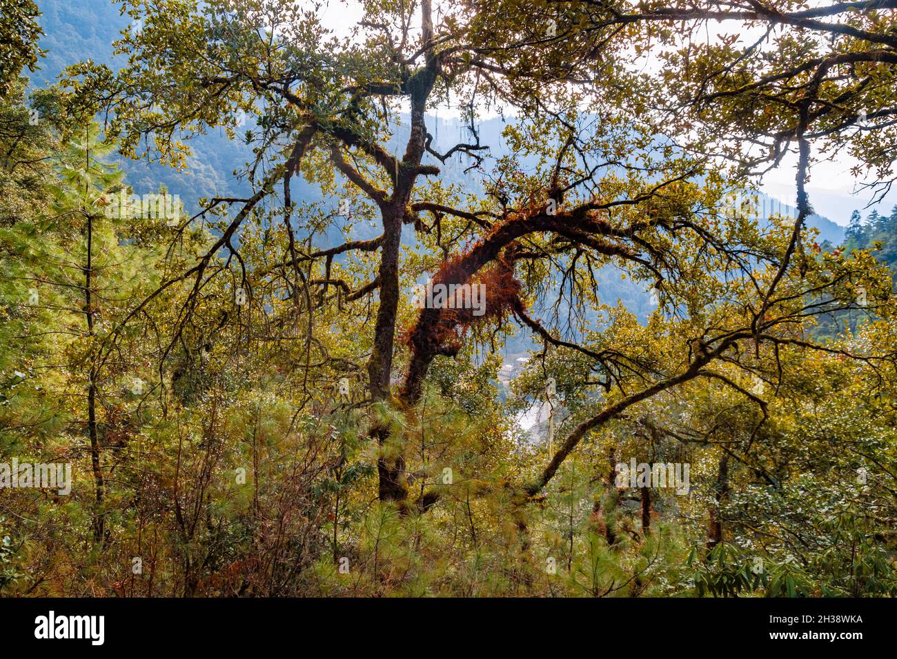 The mountain forest in Bhutan, the Himalayas in the spring Stock Photo ...