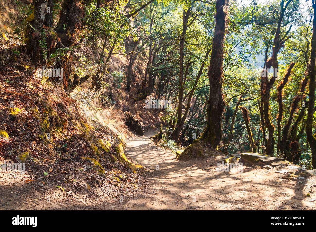 The path in the mountain forest in Bhutan, the Himalayas in the spring ...