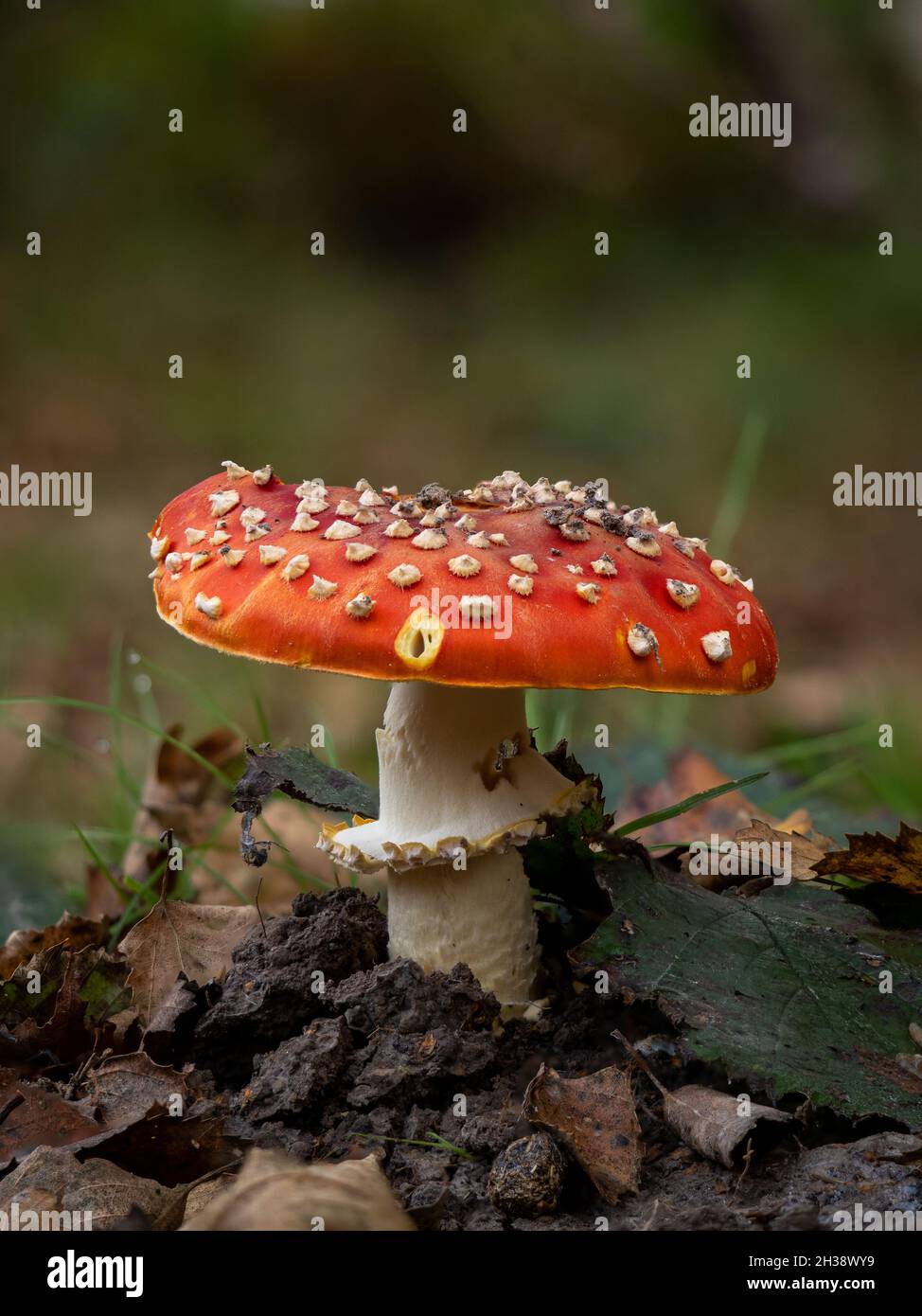 Fly Agaric toadstool in English countryside Stock Photo - Alamy