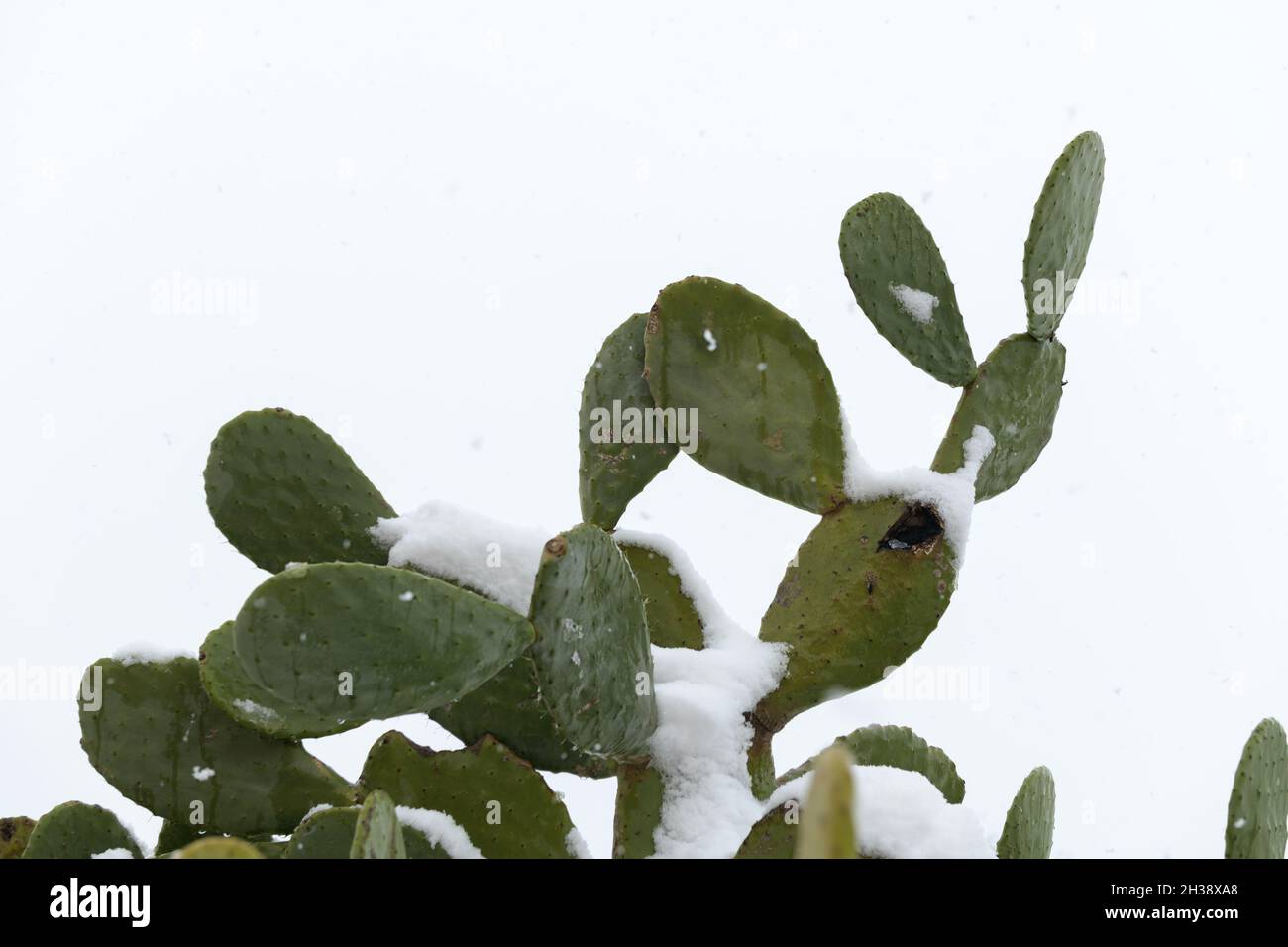 A prickly pear covered by snow in the countryside of Salento, Puglia ...