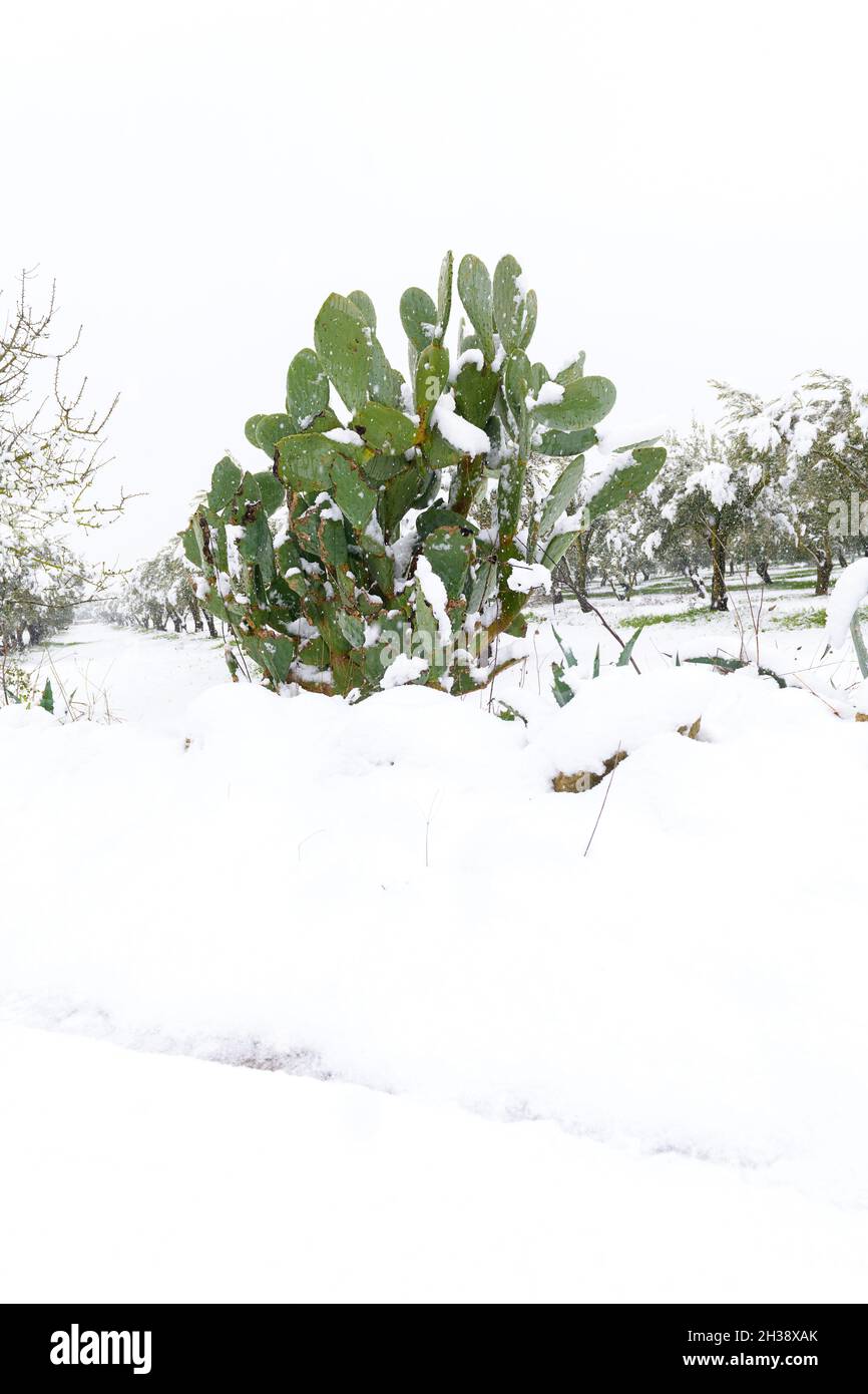 A prickly pear covered by snow in the countryside of Salento, Puglia ...