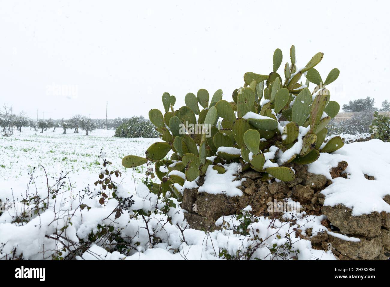 Raresnow hi-res stock photography and images - Alamy