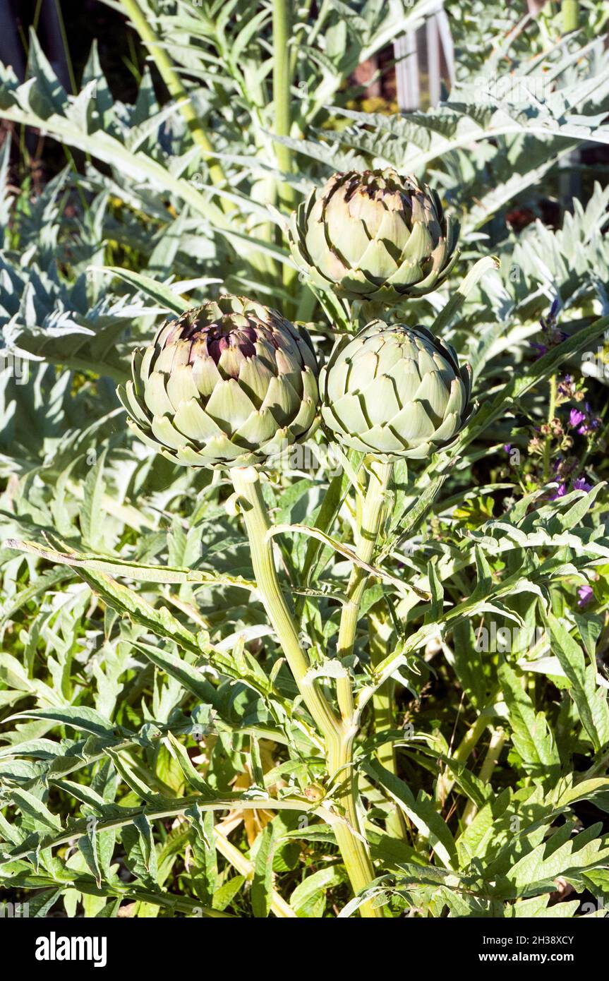 Edible buds hi-res stock photography and images - Alamy