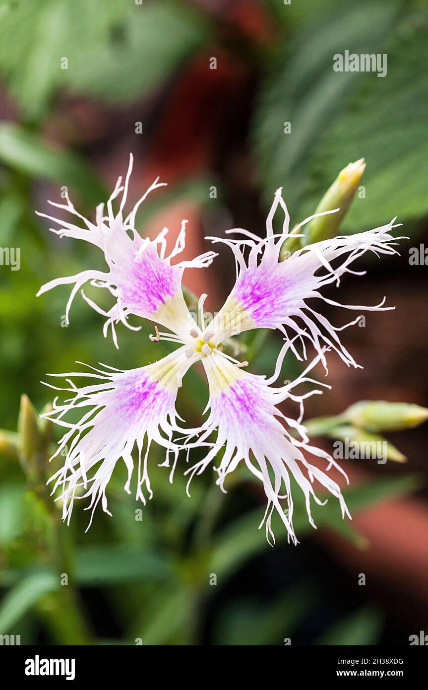 Close up of Dianthus Rainbow Loveliness improved with deeply cut petals ...