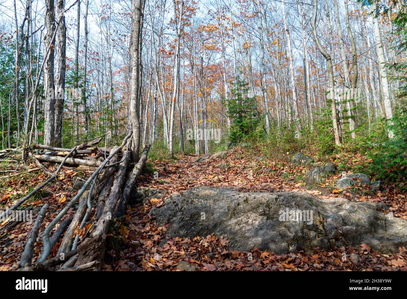 An autumn deciduous forest trail runs along fallen tree trunks and ...