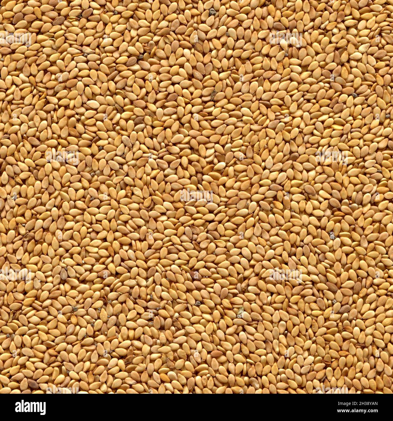 Roasted fresh organic sesame seeds texture, can be used as background ...