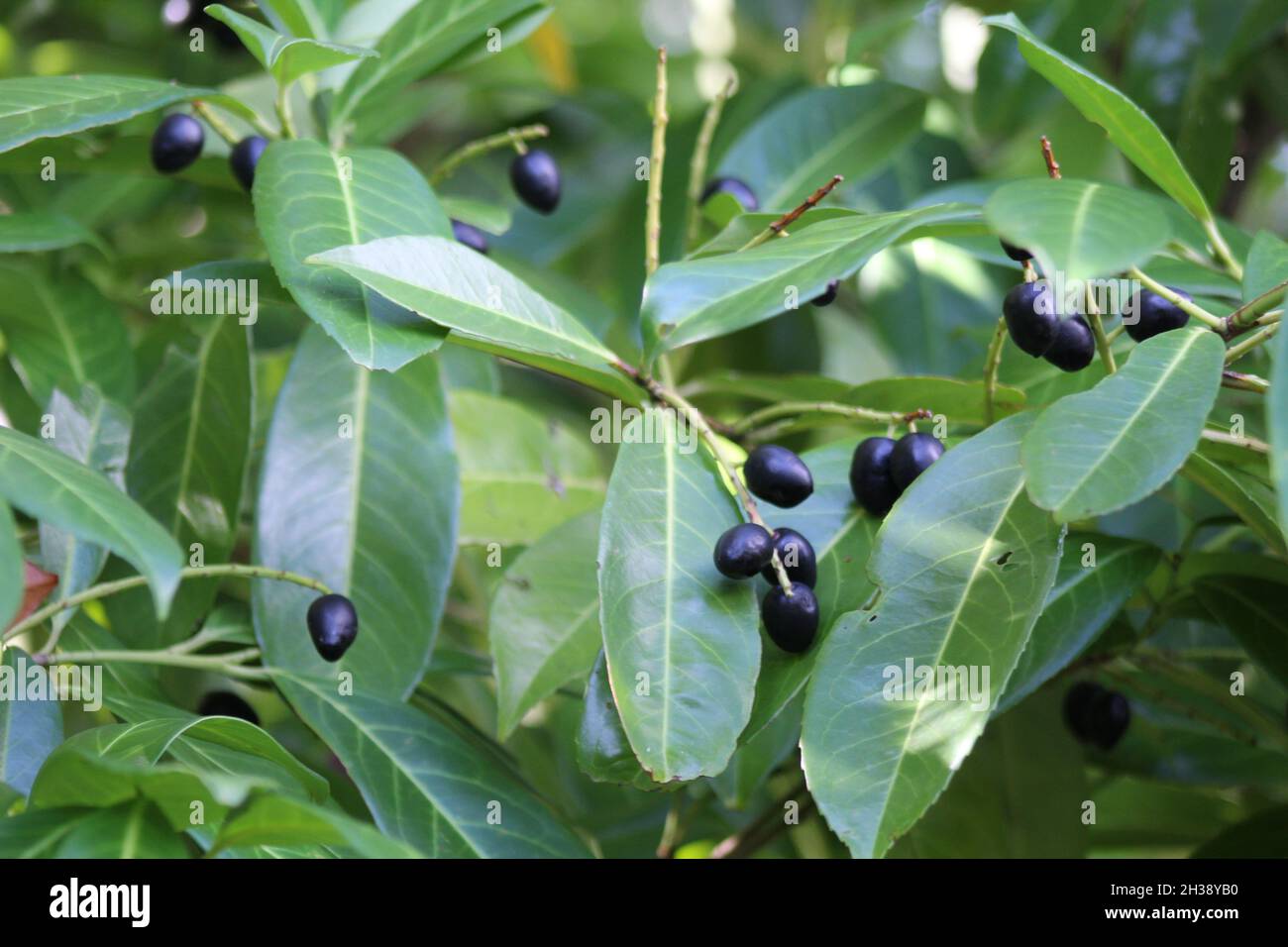 Laurel fruit hi-res stock photography and images - Alamy