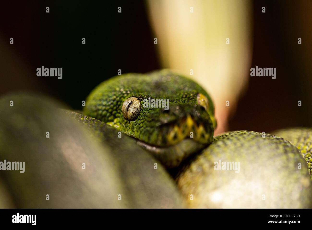 Close-up of green snake. Beautiful venomous reptile in serpentarium ...