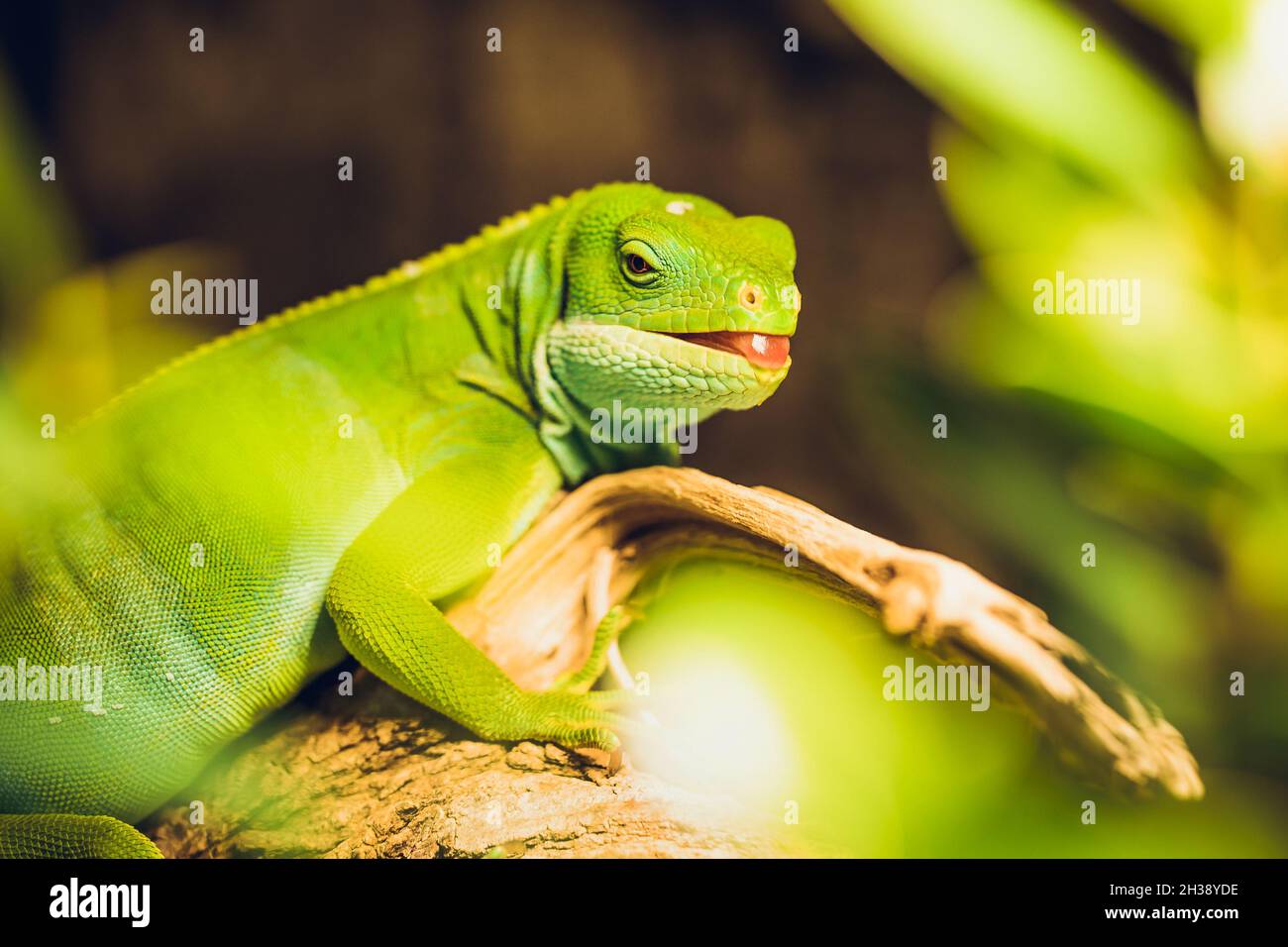 Close-up of green iguana on its habitat on land - wooden branch ...