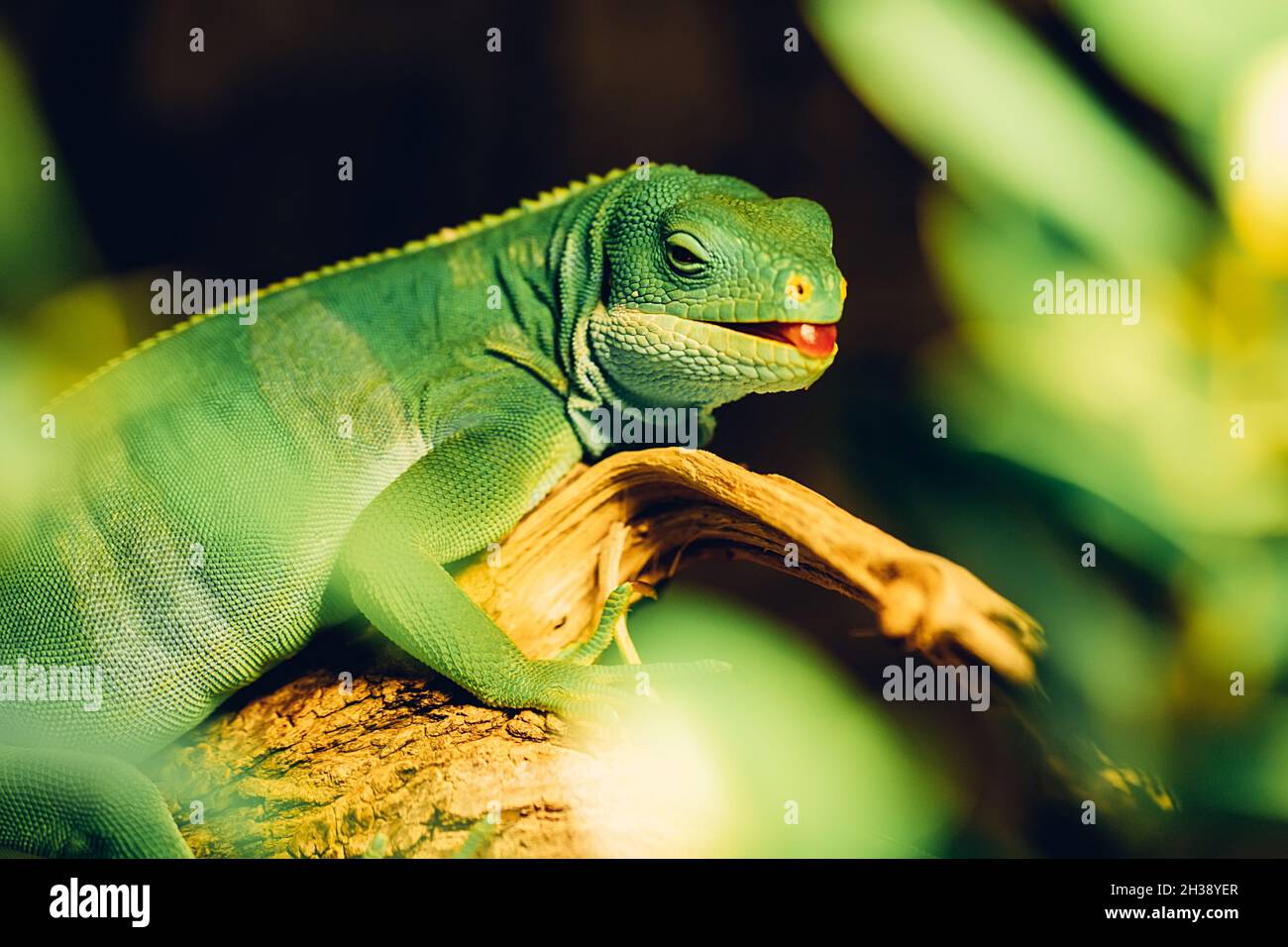 Close-up of green iguana on its habitat on land - wooden branch ...