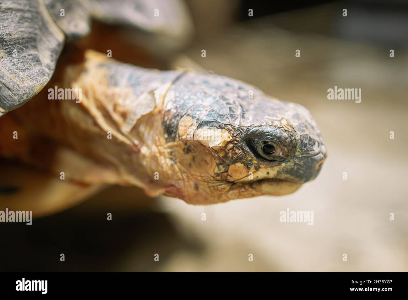 Close-up of radiated tortoise in its habitat on land. Beautiful turtle ...
