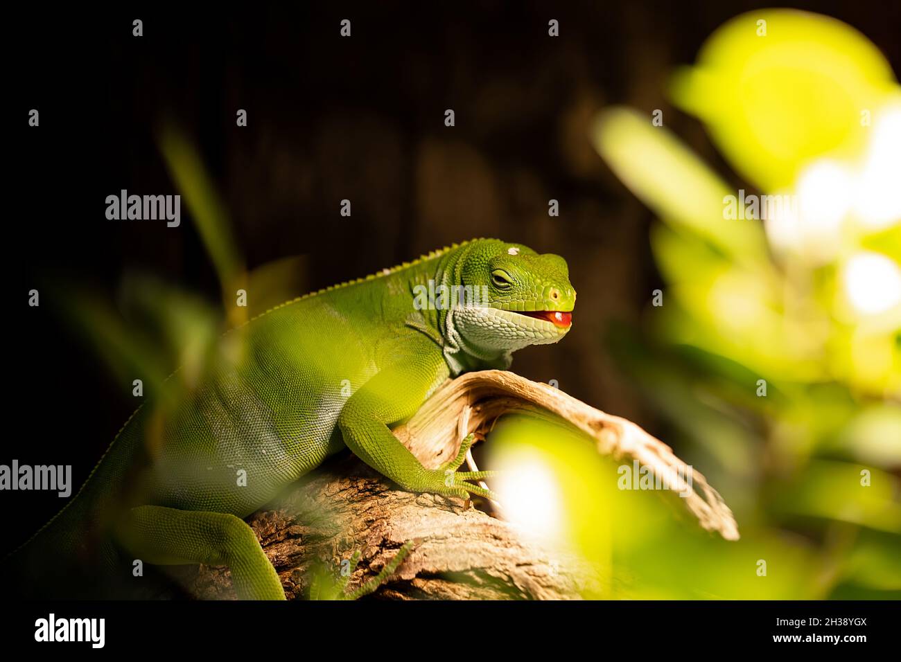 Close-up of green iguana on its habitat on land - wooden branch ...