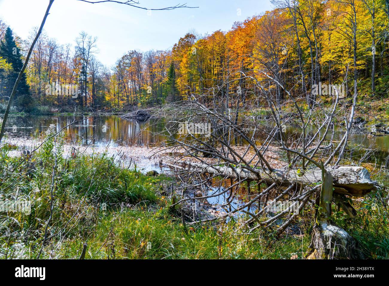 Canadian autumn has painted the forest near beaver lake with the last ...