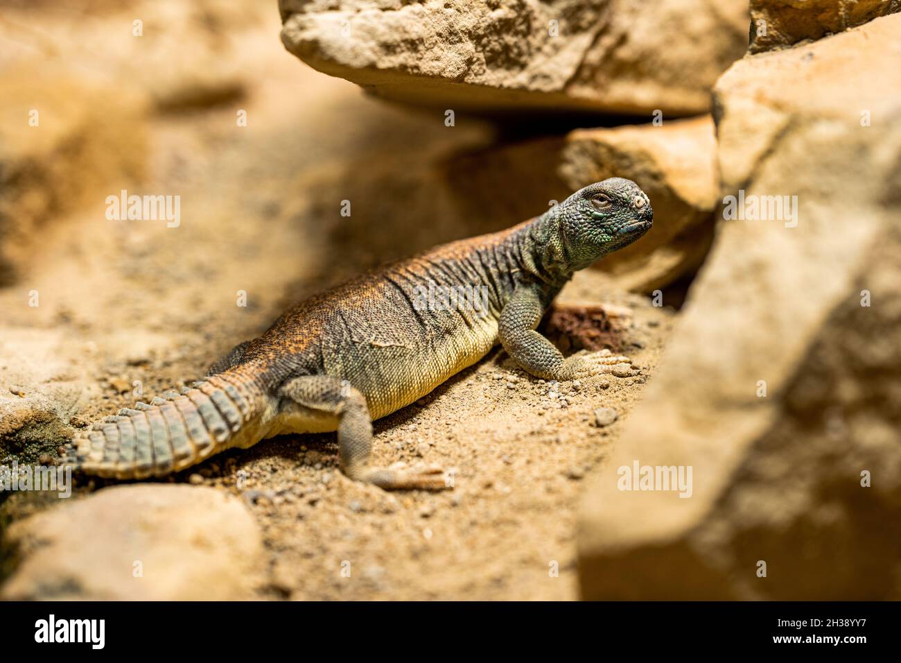 Close-up of lizard in its habitat on land. Beautiful reptile in zoo ...