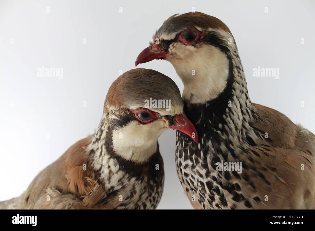 spanish stuffed red legged partridge head Stock Photo - Alamy