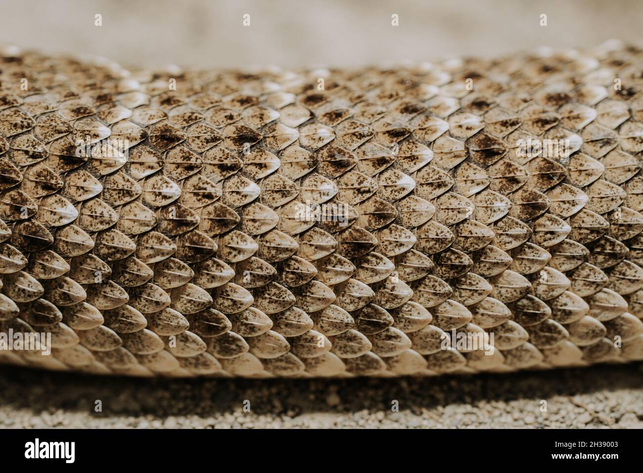 Close-up of texture of snake skin. Beautiful venomous snake. Exotic ...