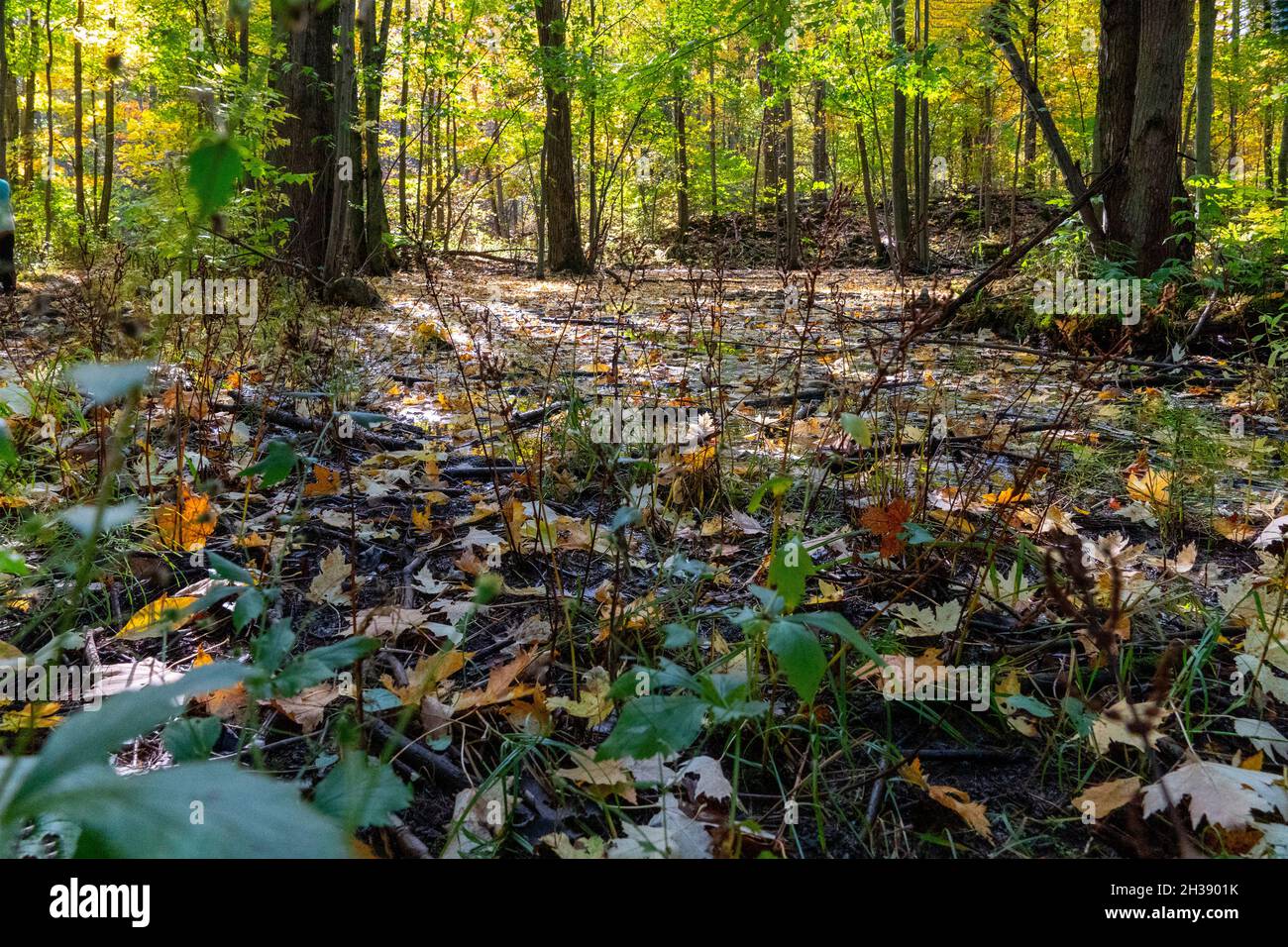 Indian summer came to dense deciduous forests, they brightened and ...