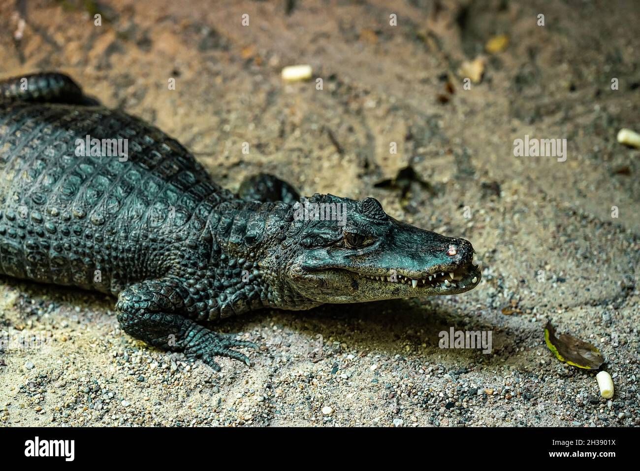 Close-up of crocodile in its habitat on land. Beautiful reptile rare ...