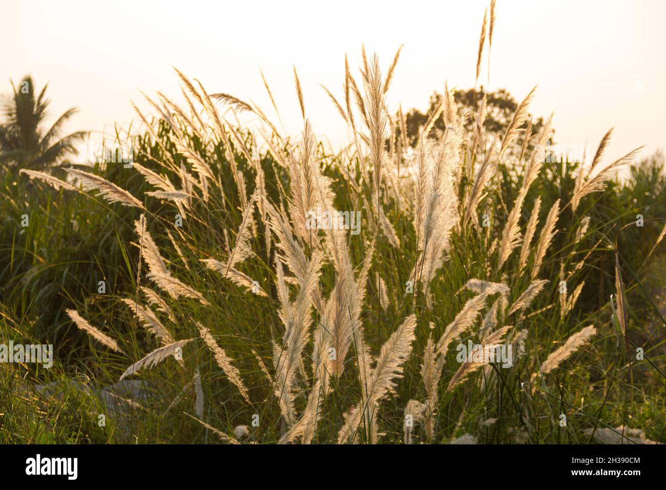 Pampas grass field at sunset by Kaveri River in Mysore, Karnataka ...
