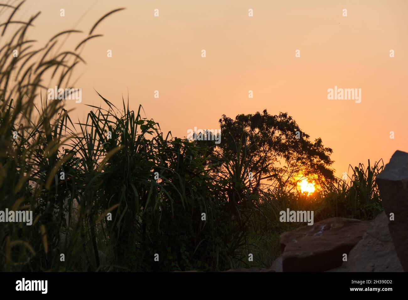 Pampas grass field at sunset by Kaveri River in Mysore, Karnataka ...