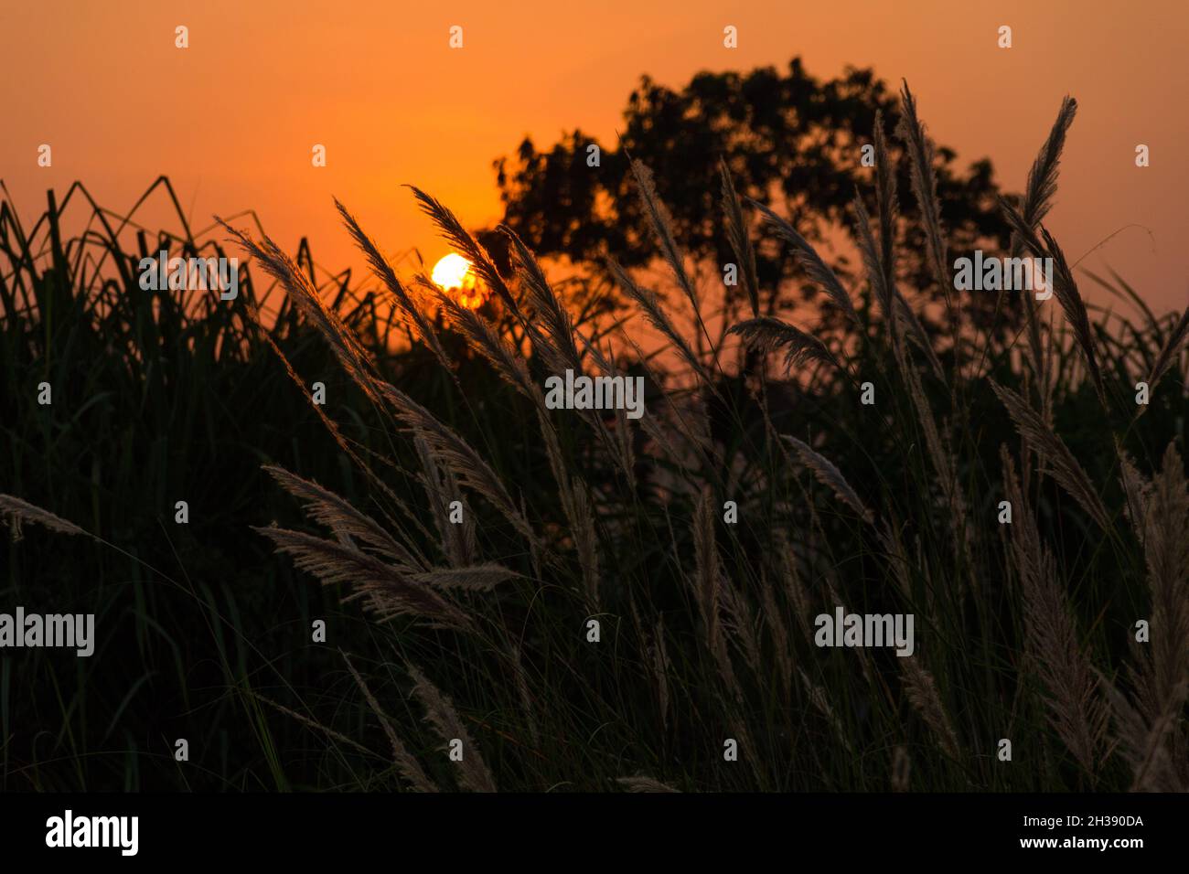 Pampas grass field at sunset by Kaveri River in Mysore, Karnataka ...