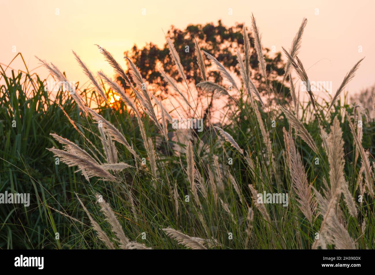 Pampas grass field at twilight by Kaveri River in Mysore, Karnataka ...