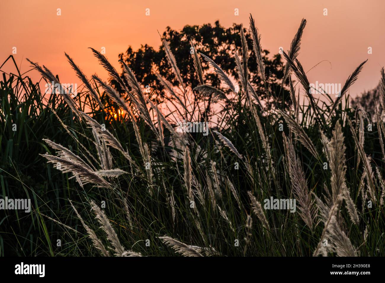 Pampas grass field at sunset by Kaveri River in Mysore, Karnataka ...
