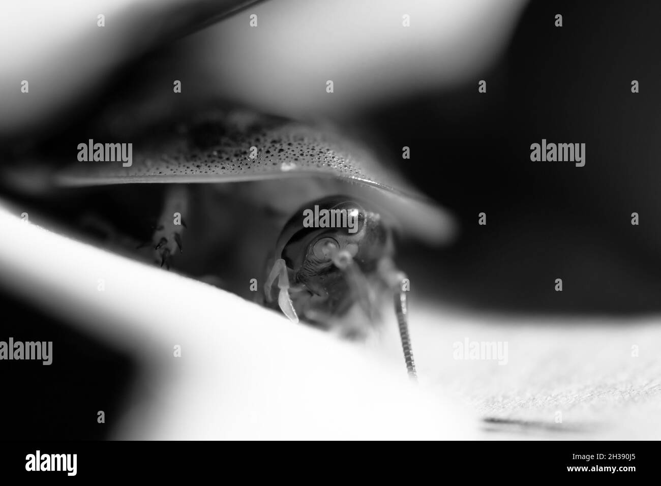 Cockroach Black and White Stock Photos & Images - Alamy
