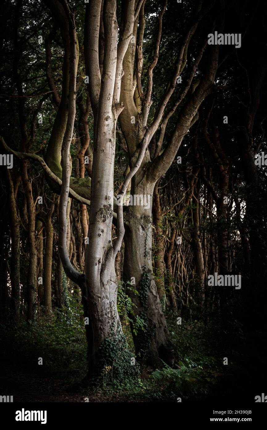 Dense forest with tall trees Stock Photo - Alamy