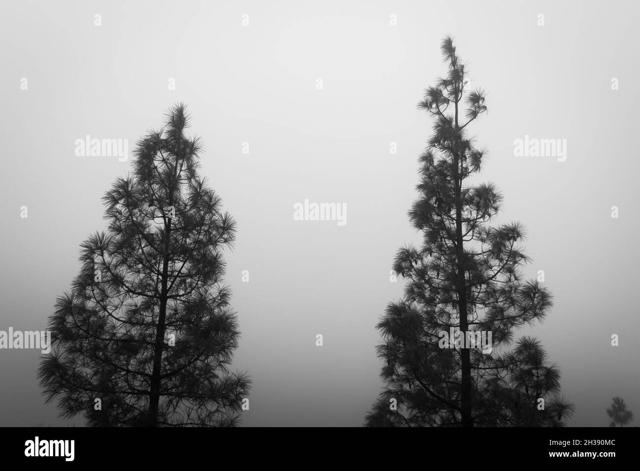 Top of two pine trees with heavy fog on the background. Harsh weather ...