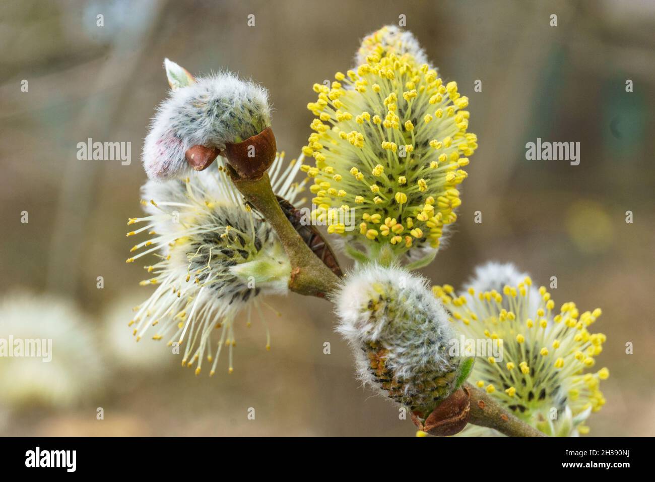 The bud of a tree hi-res stock photography and images - Alamy