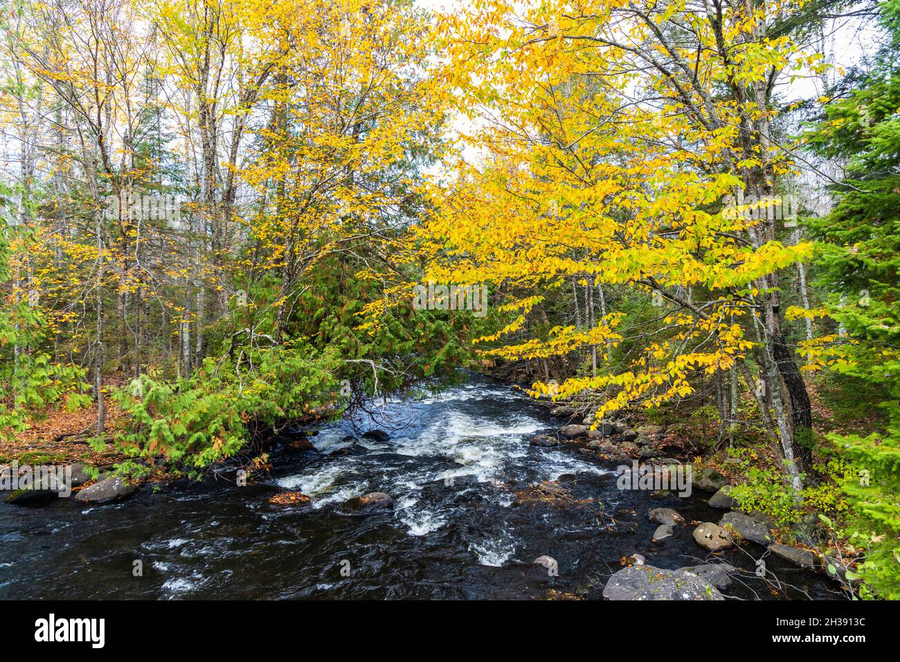 River flowing in a forest in the fall colors Stock Photo - Alamy