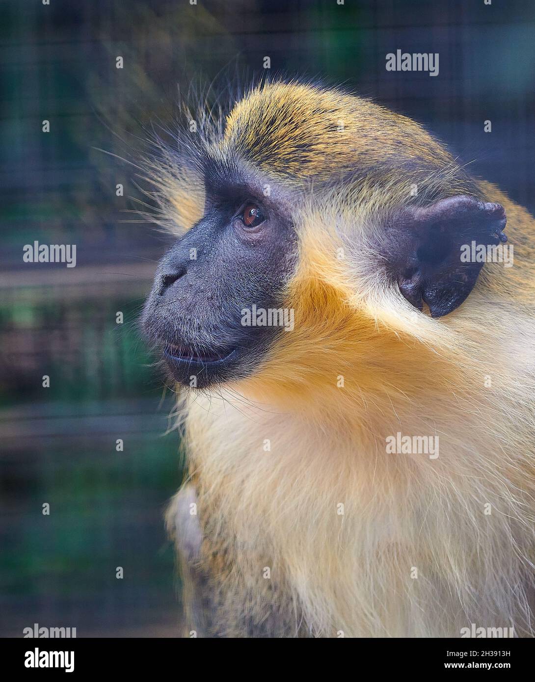 Chlorocebus sabaeus face hi-res stock photography and images - Alamy