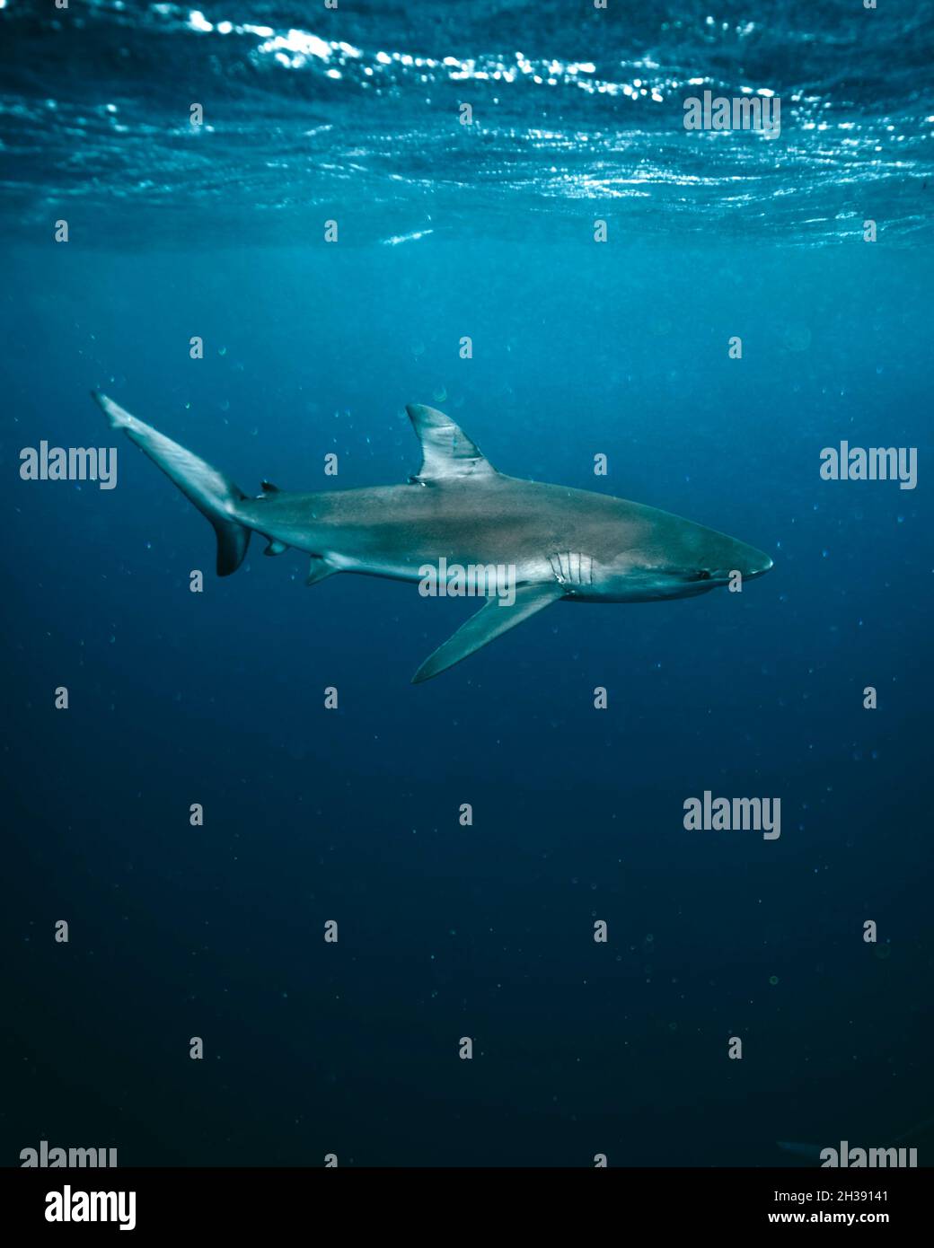 Vertical shot of the beautiful view, the deep of the blue ocean of a ...