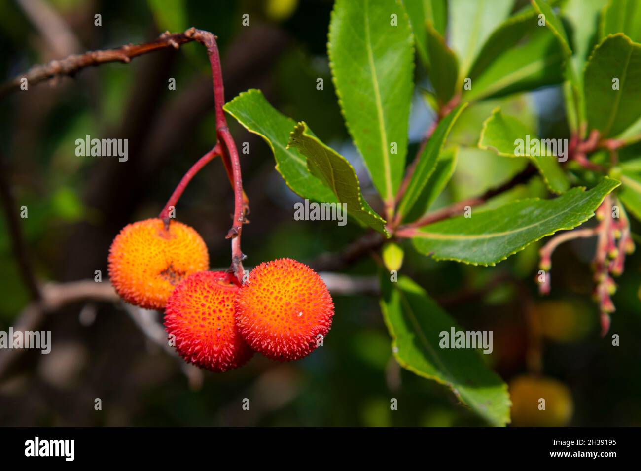 Orange color fruit hi-res stock photography and images - Alamy