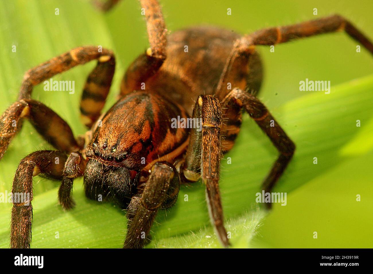 Cuddly looking vagrant spider (Uliodon sp.) on grass Stock Photo - Alamy