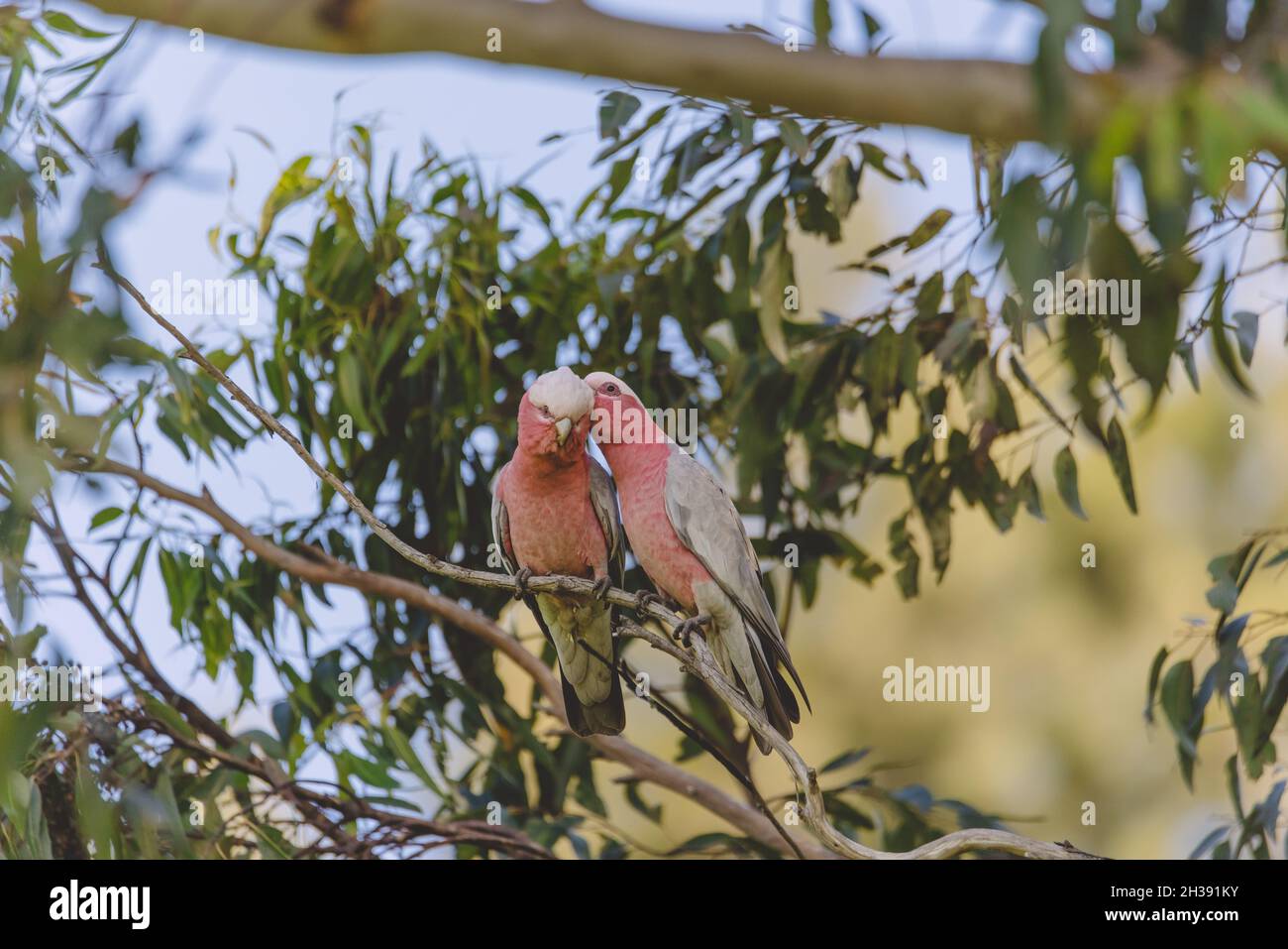 Two Pink Grey Galah Cockatoo preening in a tree Stock Photo - Alamy