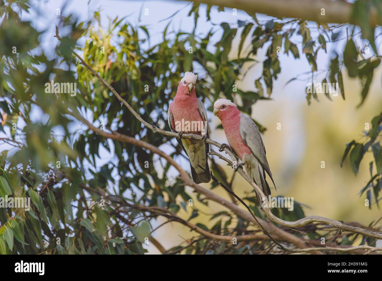 Two Pink Grey Galah Cockatoo preening in a tree Stock Photo - Alamy