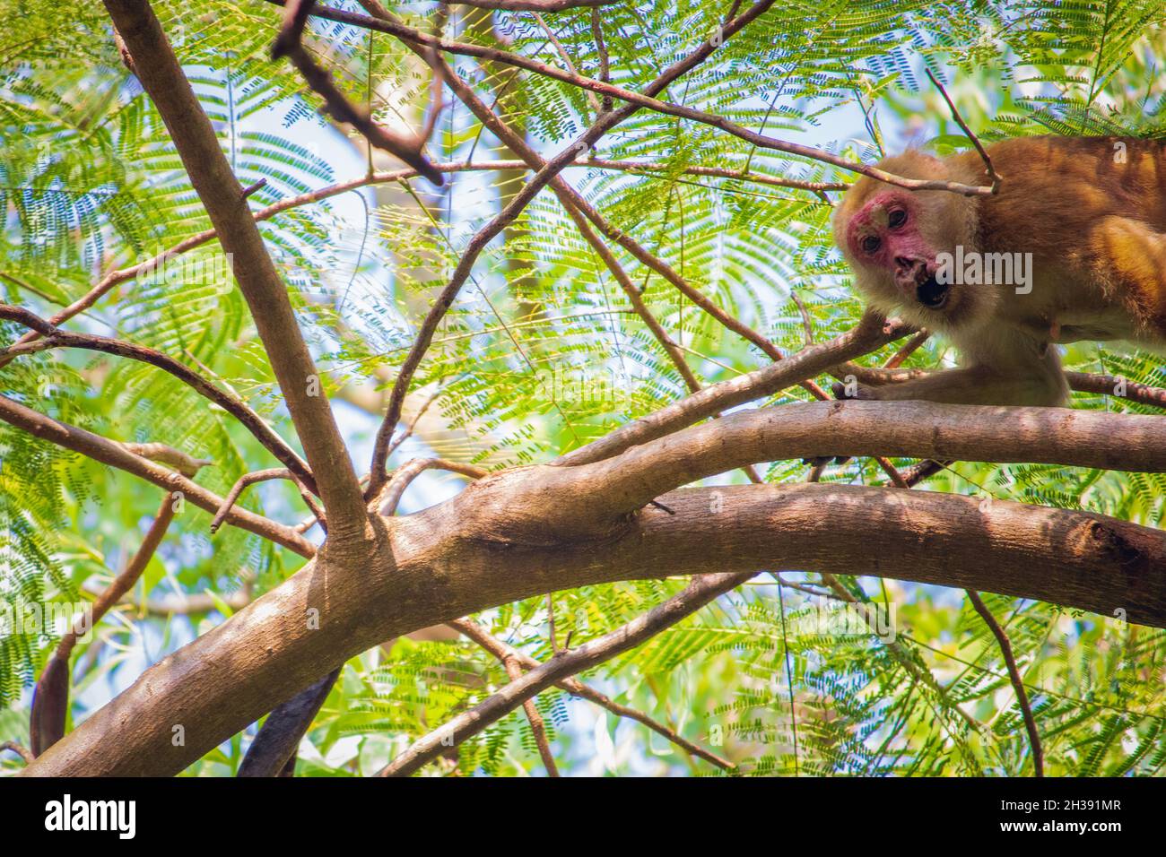 Rhesus Macaque (Macaca mulatta) playing and running with others monkeys ...