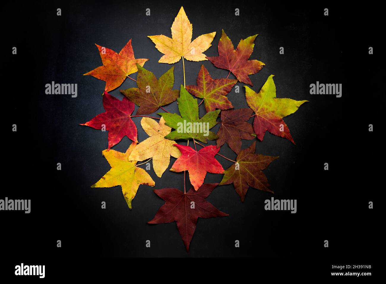 Shades of leaves hi-res stock photography and images - Alamy